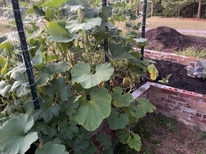 A Guide To Edible Gardening In Zone 7b