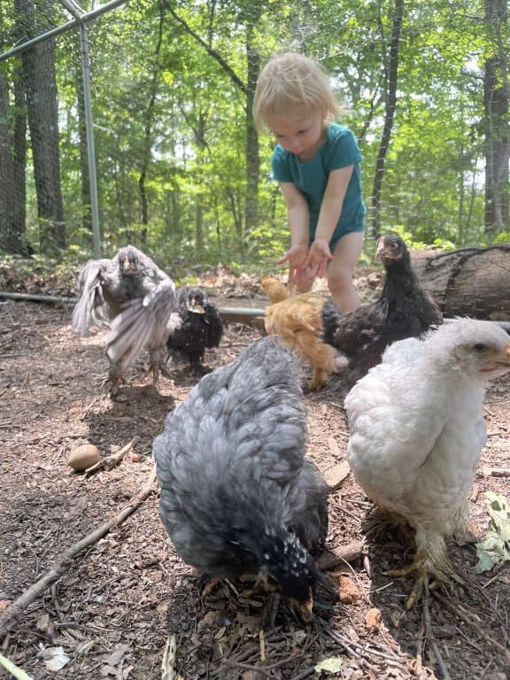 15 Kid-Friendly Chicken Breeds- And Which Chickens To Avoid