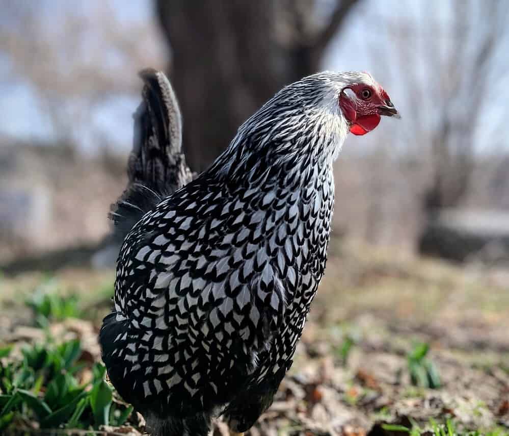 15 Kid-Friendly Chicken Breeds- And Which Chickens To Avoid